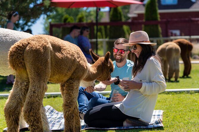 Alpaca Picnic Experience in Oregon - The Appeal of Alpacas: Why They Make the Perfect Picnic Companions
