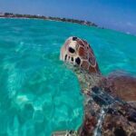 Amazing Adventure in Akumal. Swim with turtles and discover Tulum Ruins. - Insights from Traveler Reviews