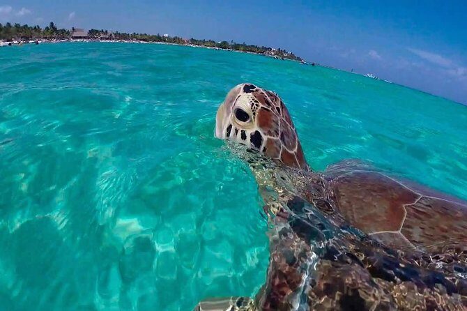 Amazing Adventure in Akumal. Swim with turtles and discover Tulum Ruins. - Insights from Traveler Reviews