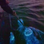Amazing Fireflies With Blue Tears Watching & Kuala Selangor Tour - What’s Included and What’s Not