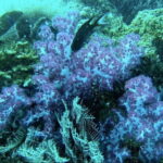 Amazing Phu Quoc 1Day Tour Diving with pro guide - What’s Included and What’s Not