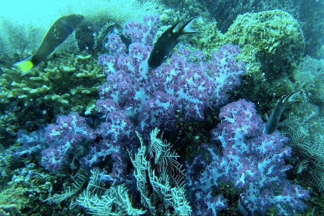 Amazing Phu Quoc 1Day Tour Diving with pro guide - What’s Included and What’s Not