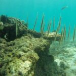 Amazing Snorkeling in Bali - The Full Itinerary Breakdown