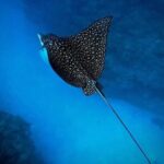 An Eagle Ray and Turtle Tour-Small Groups & Photography Included - What the Reviews Say