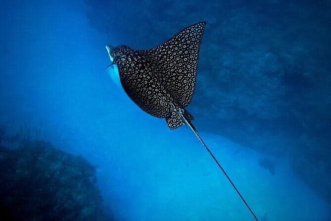 An Eagle Ray and Turtle Tour-Small Groups & Photography Included - What the Reviews Say