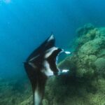 An Immersed Day in Bora Bora with O-sea - Practical Details and Tips