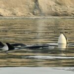 Anacortes: Full Day Whale/Wildlife Tour; Friday Harbor Stop - What the Reviews Say