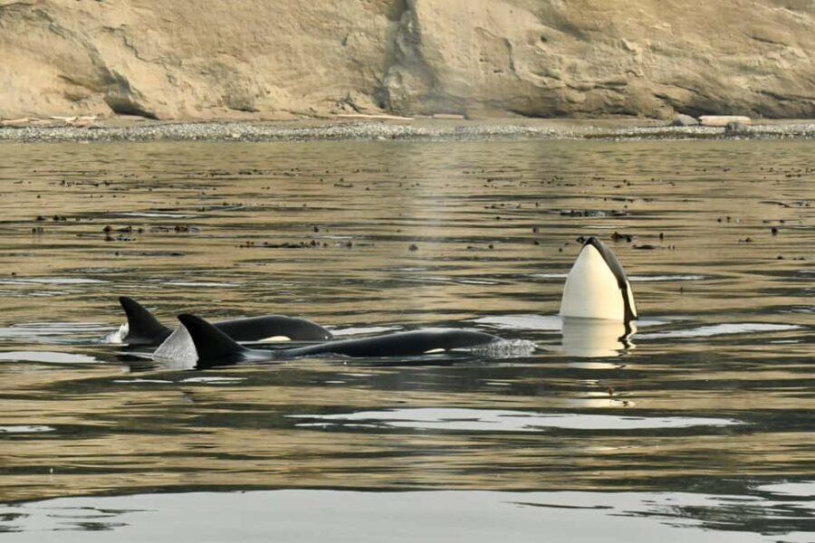Anacortes: Full Day Whale/Wildlife Tour; Friday Harbor Stop - What the Reviews Say