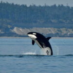Anacortes: Whale Watching Adventure Tour Near Seattle - Who Will Love This Tour?