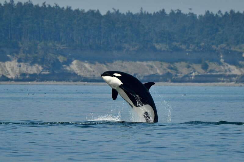 Anacortes: Whale Watching Adventure Tour Near Seattle - Who Will Love This Tour?