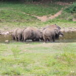 Anakkulam Wild Elephant Visiting(Jeep tour) - The Experience: Authentic Encounters and Expert Guides