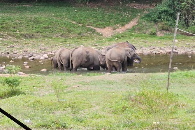 Anakkulam Wild Elephant Visiting(Jeep tour) - The Experience: Authentic Encounters and Expert Guides