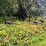 Anchorage Greenbelt Bike Tour - Is It Worth the Price?