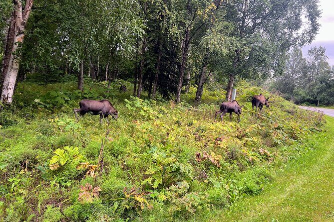 Anchorage Greenbelt Bike Tour - Is It Worth the Price?