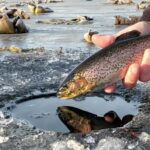 Anchorage: Ice Fishing Trip With Transportation - Why This Experience Offers Good Value