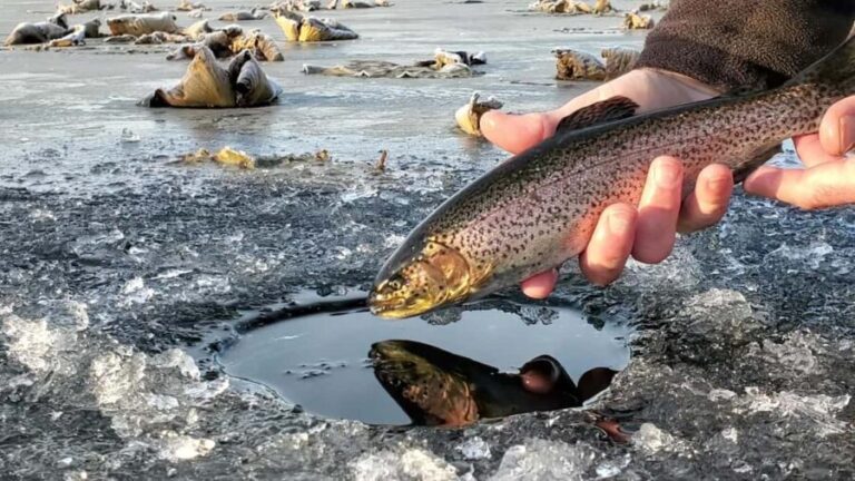 Anchorage: Ice Fishing Trip With Transportation - Why This Experience Offers Good Value