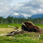 Anchorage: Wildlife, Glacier, and Wine Tasting Tour - Itinerary Breakdown: What to Expect