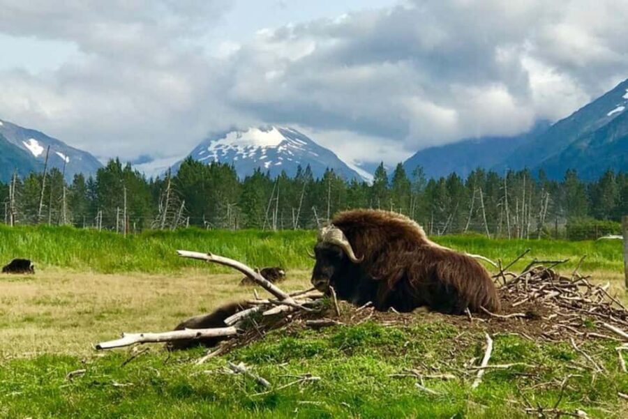 Anchorage: Wildlife, Glacier, and Wine Tasting Tour - Itinerary Breakdown: What to Expect