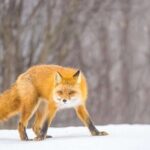 Anchorage Winter Wonderland Photo Tour - An In-Depth Look at the Tour Experience