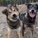 Anchorage's Authentic Dog Sledding Experience - Authenticity and Passion at the Core