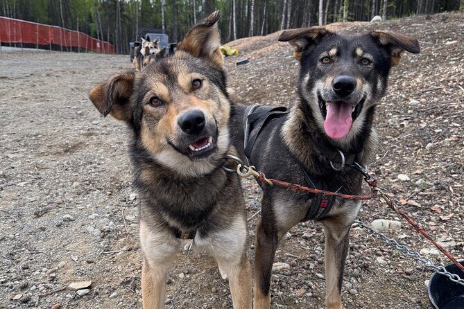 Anchorage's Authentic Dog Sledding Experience - Authenticity and Passion at the Core