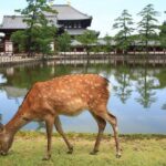 Ancient Capital Tour: Kyoto and Nara Highlights from Kyoto/Osaka - Arashiyama District: Nature and Tradition
