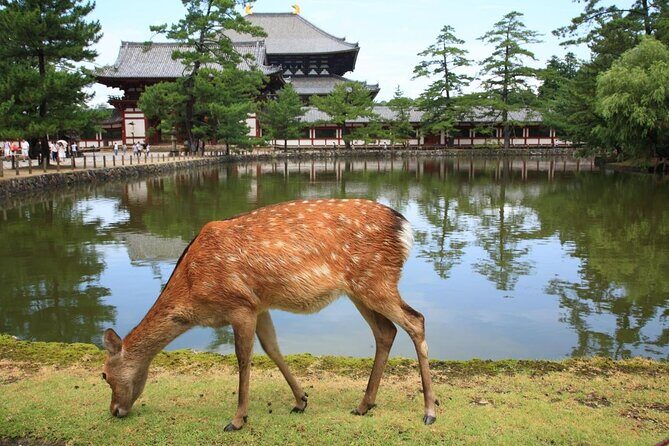 Ancient Capital Tour: Kyoto and Nara Highlights from Kyoto/Osaka - Arashiyama District: Nature and Tradition