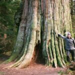 Ancient Trees of Vancouver Walking Tour - Why This Tour is Worth Considering