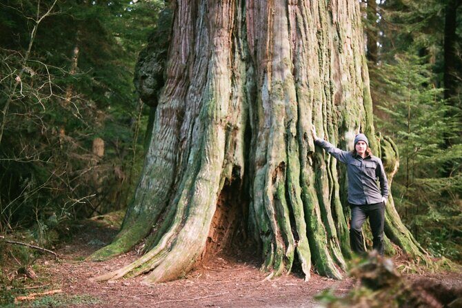 Ancient Trees of Vancouver Walking Tour - Why This Tour is Worth Considering