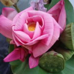 Angkor Silk Farm & Lotus Silk Farm: Siem Reap Discovery Tour - What the Experience Looks Like