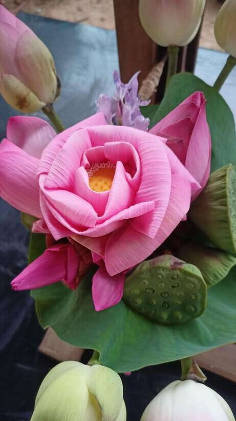 Angkor Silk Farm & Lotus Silk Farm: Siem Reap Discovery Tour - What the Experience Looks Like