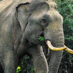 Animal Kingdom - UDAWALAWE Day Tour - The Sum Up: Is It Worth It?