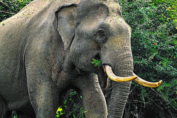 Animal Kingdom - UDAWALAWE Day Tour - The Sum Up: Is It Worth It?
