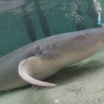 Anna Bay: Irukandji Entry Pass with Reef Shark Encounter - The Itinerary — Step by Step