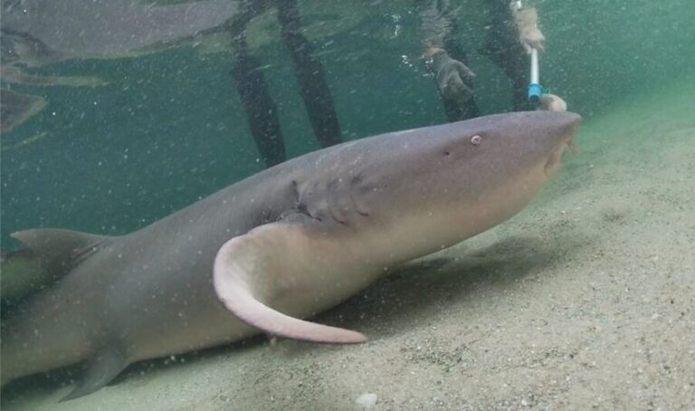 Anna Bay: Irukandji Entry Pass with Reef Shark Encounter - The Itinerary — Step by Step