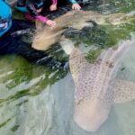 Anna Bay: Irukandji Entry Pass with Zebra Shark Encounter - Who Should Consider This Tour?