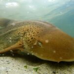 Anna Bay: Irukandji Entry with Zebra Shark Snorkel - The Experience in Detail