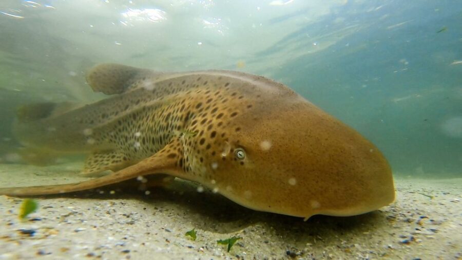 Anna Bay: Irukandji Entry with Zebra Shark Snorkel - The Experience in Detail