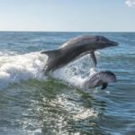 Anna Maria Island: Dolphin Cruise - In-Depth Look at the Experience