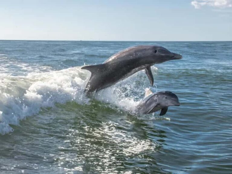 Anna Maria Island: Dolphin Cruise - In-Depth Look at the Experience