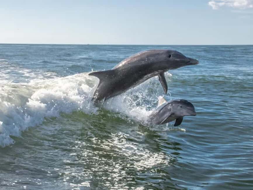 Anna Maria Island: Dolphin Cruise - In-Depth Look at the Experience