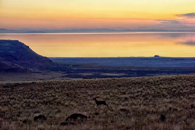 Antelope Island Wildlife Expedition Great Salt Lake Adventure - Who Will Love This Tour?