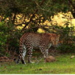 Anuradhapura: Morning or Evening Safari at Wilpattu -Private - Why Price Reflects Value