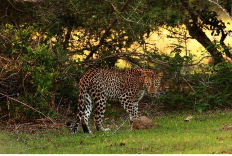 Anuradhapura: Morning or Evening Safari at Wilpattu -Private - Why Price Reflects Value