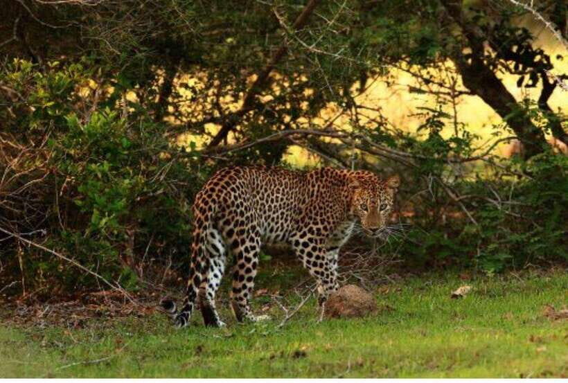 Anuradhapura: Morning or Evening Safari at Wilpattu -Private - Why Price Reflects Value