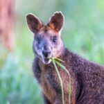 Apollo Bay: Dusk Discovery Great Ocean Road Wildlife Tour - Detailed Breakdown of the Experience