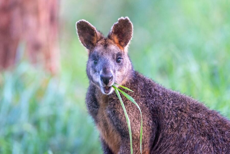 Apollo Bay: Dusk Discovery Great Ocean Road Wildlife Tour - Detailed Breakdown of the Experience