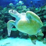 Aquarium KLCC, KL Tower, TRX, and PNB 118 Tour - Exploring the Itinerary in Detail