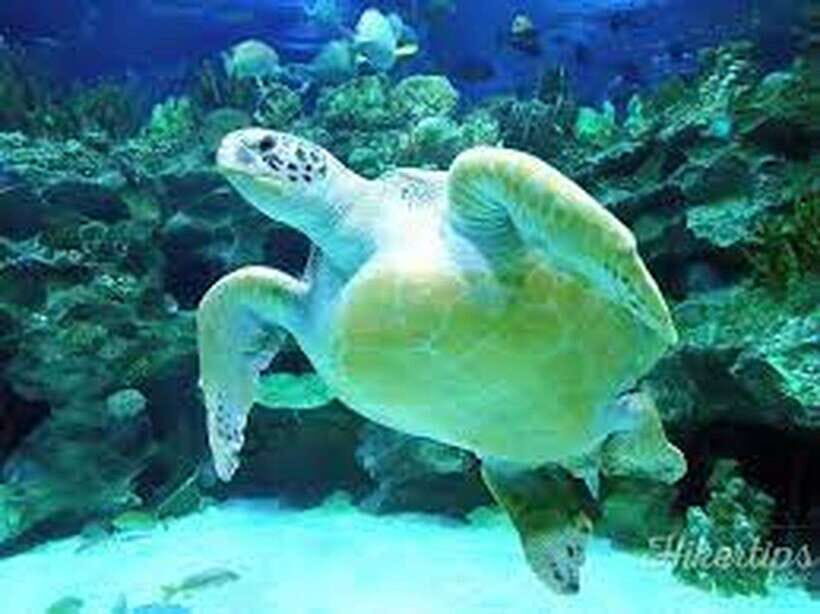 Aquarium KLCC, KL Tower, TRX, and PNB 118 Tour - Exploring the Itinerary in Detail