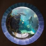 Aquarium Package in Nouméa's with Admission with Hop-on Hop-Off - Why This Tour Offers Great Value